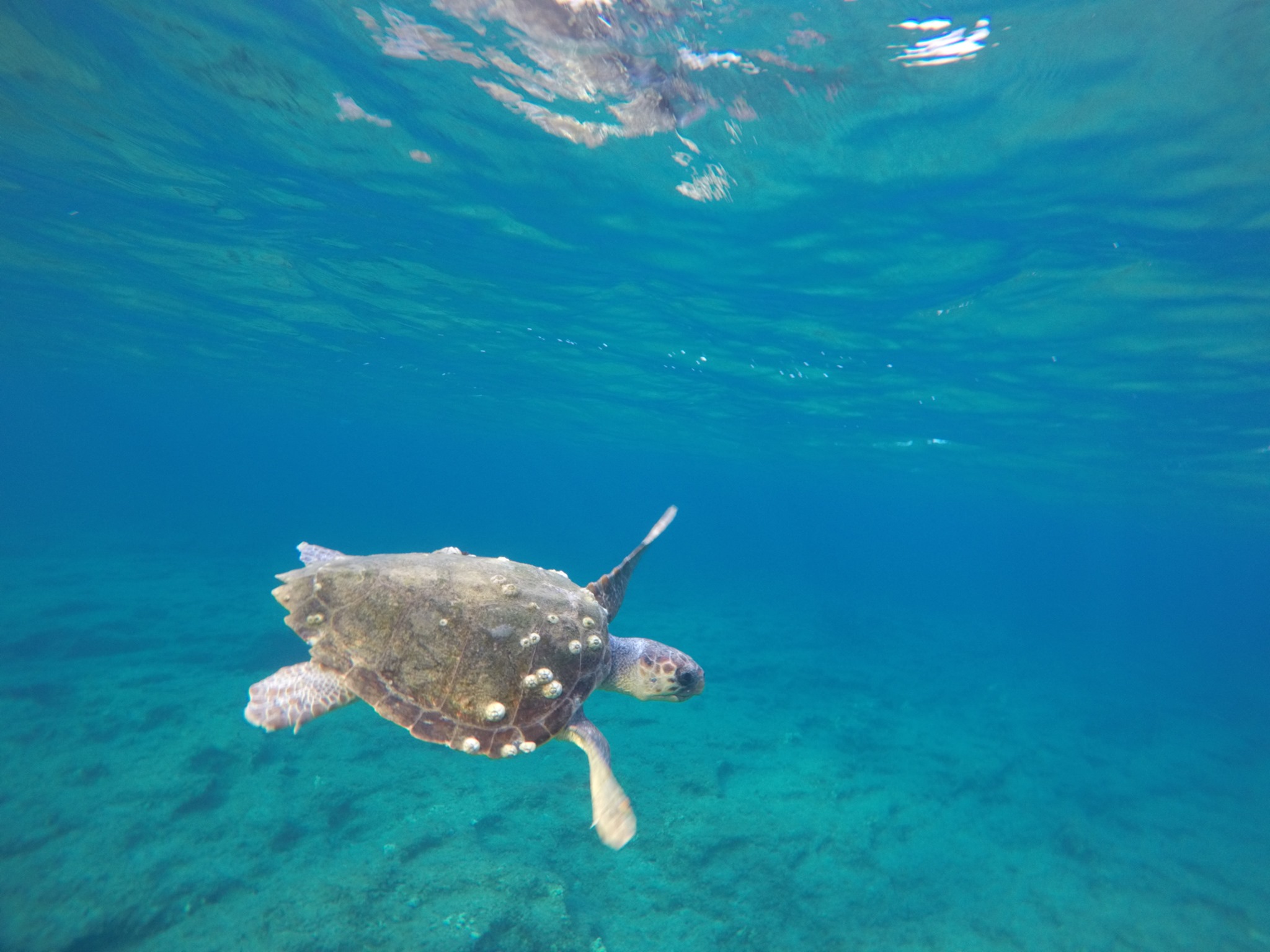 Turtle Conservation in Greece – Year Out Group